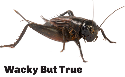  Weird Bug Facts Unusual Traits About Unusual Little Rock Pests 