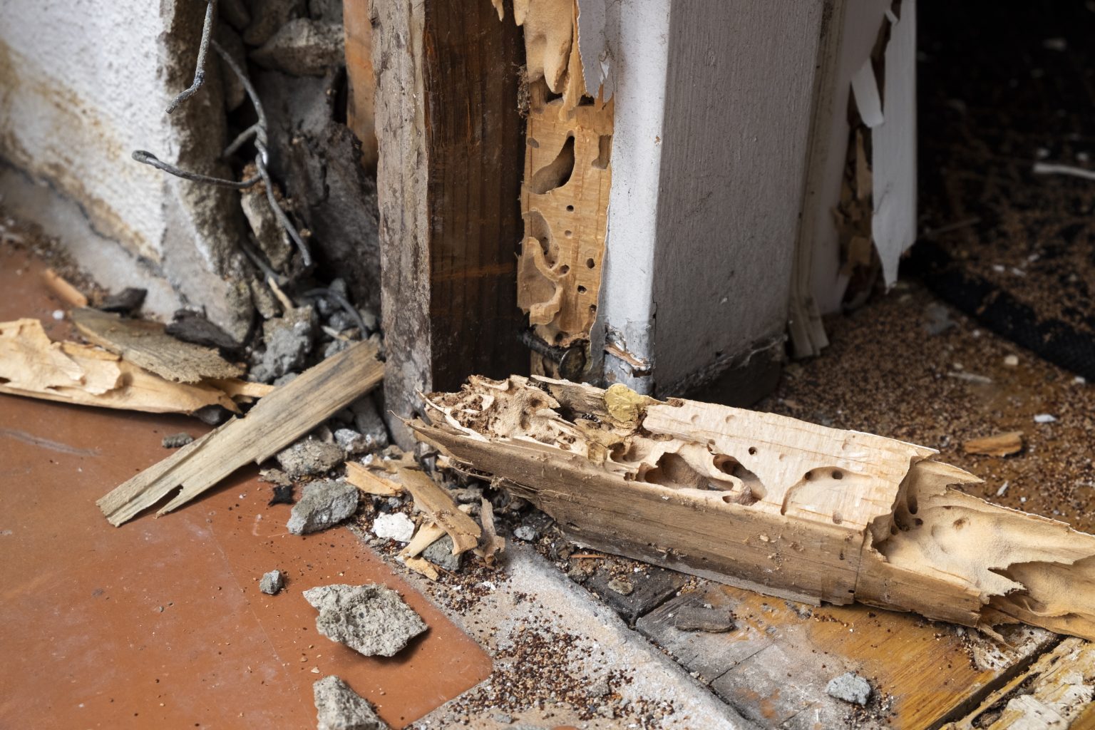 So You Sold Your Home and Need a Termite Clearance Letter - Clark ...